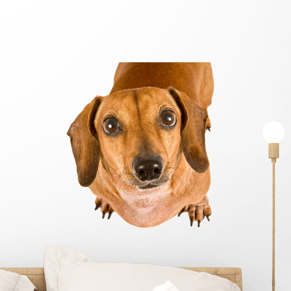 Begging Dachshund Puppy Wall Decal – Wallmonkeys