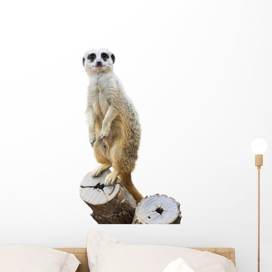 Mongoose Wall Decal – Wallmonkeys