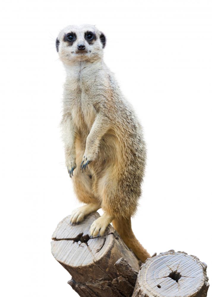 Mongoose Wall Decal – Wallmonkeys
