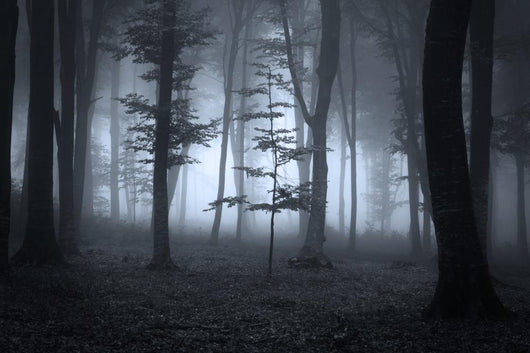 Dark Scary Forest