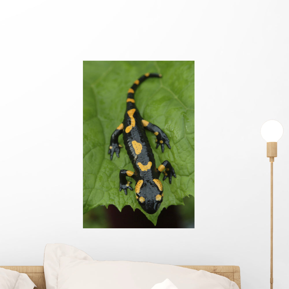 Salamander Lizard Wall Mural – Wallmonkeys