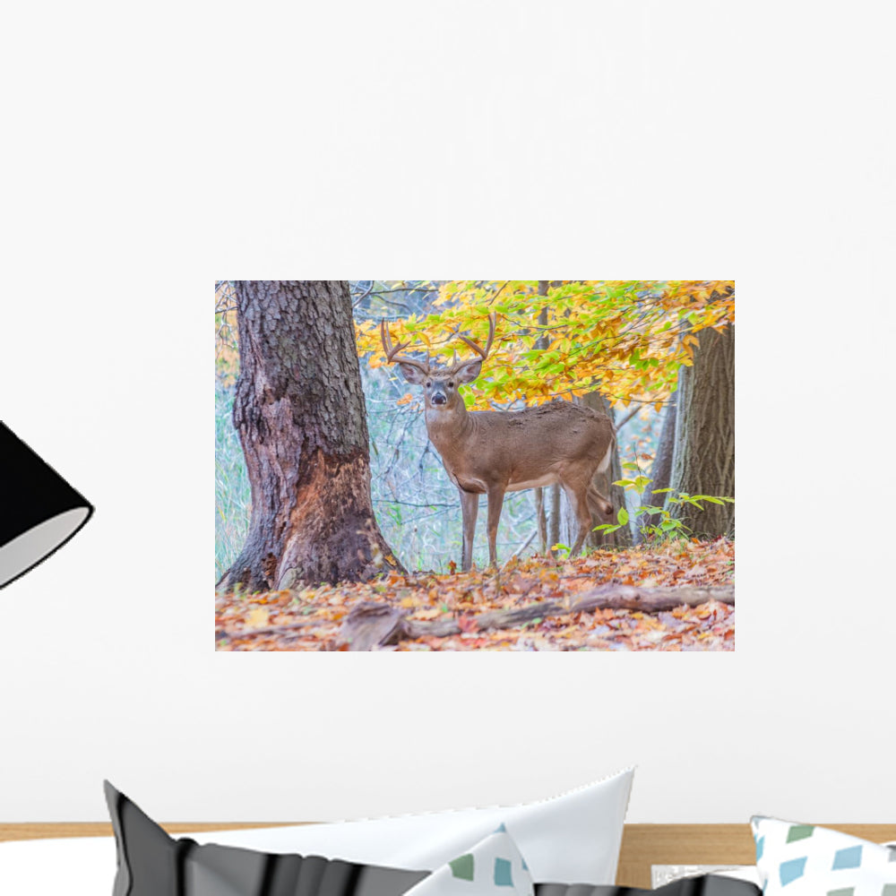 Whitetail Deer Buck Wall Decal - WallMonkeys.com – Wallmonkeys