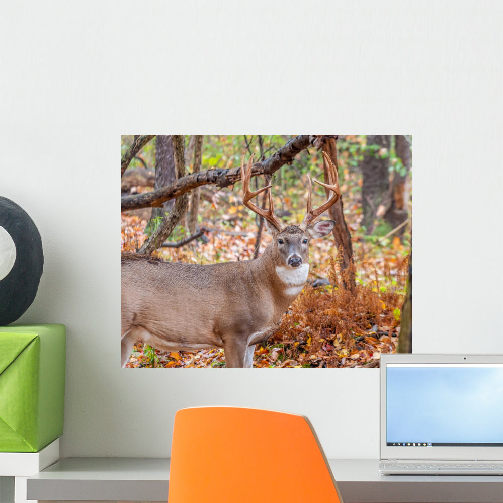 Whitetail Deer Buck Wall Mural – Wallmonkeys