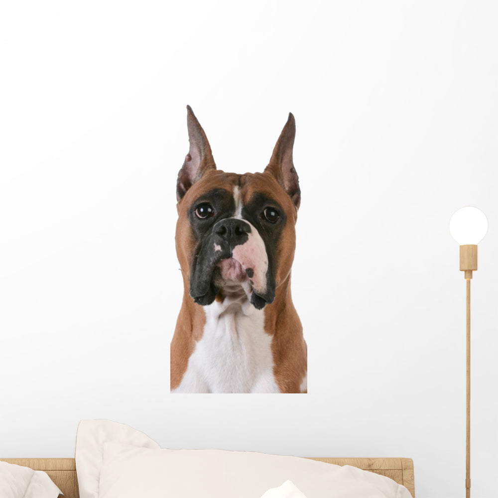Purebred Boxer Wall Decal 2 - WallMonkeys.com – Wallmonkeys