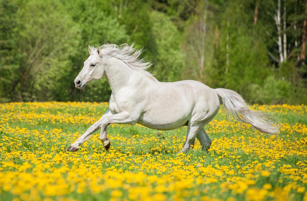 Beautiful White Horse Photography
