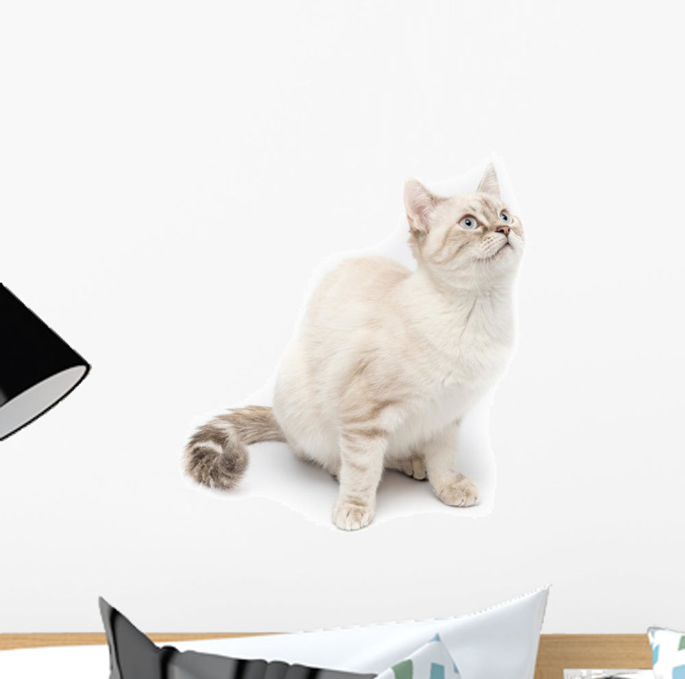 White Kitty Cat Wall Decal - WallMonkeys.com – Wallmonkeys