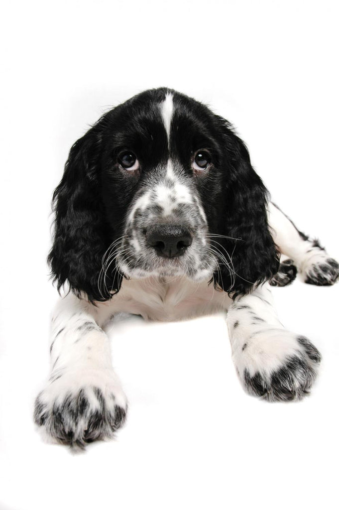 English Springer Spaniel Black And White