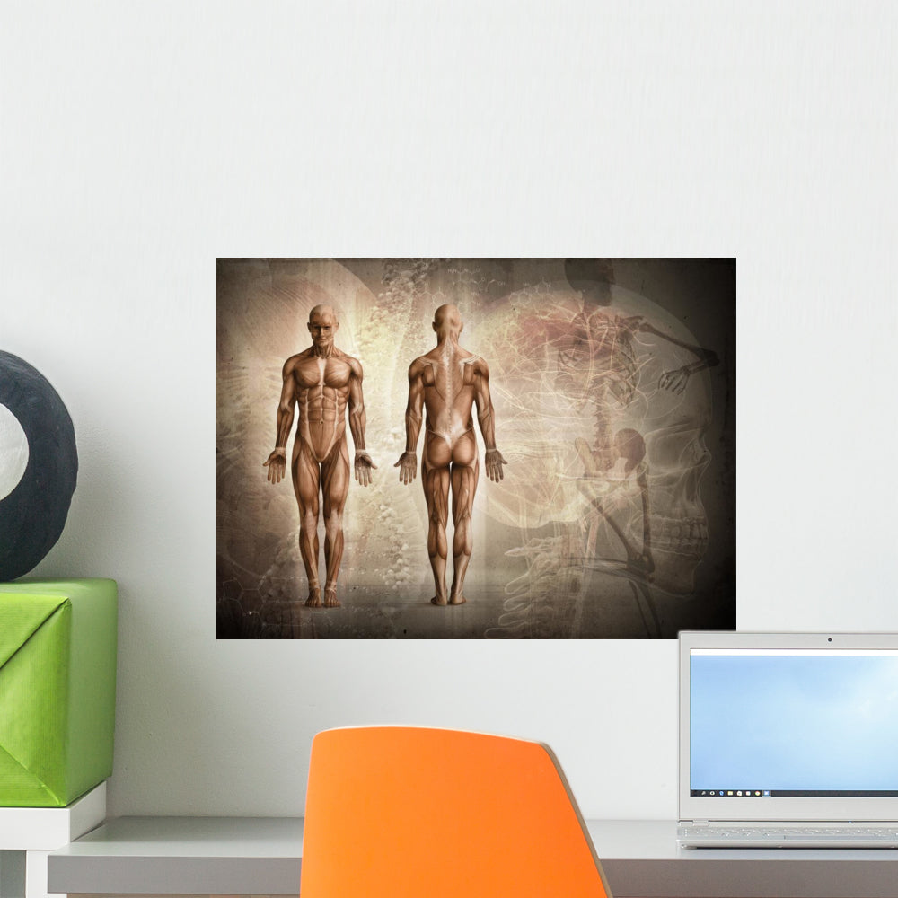 Human Body Wall Decal - WallMonkeys.com – Wallmonkeys