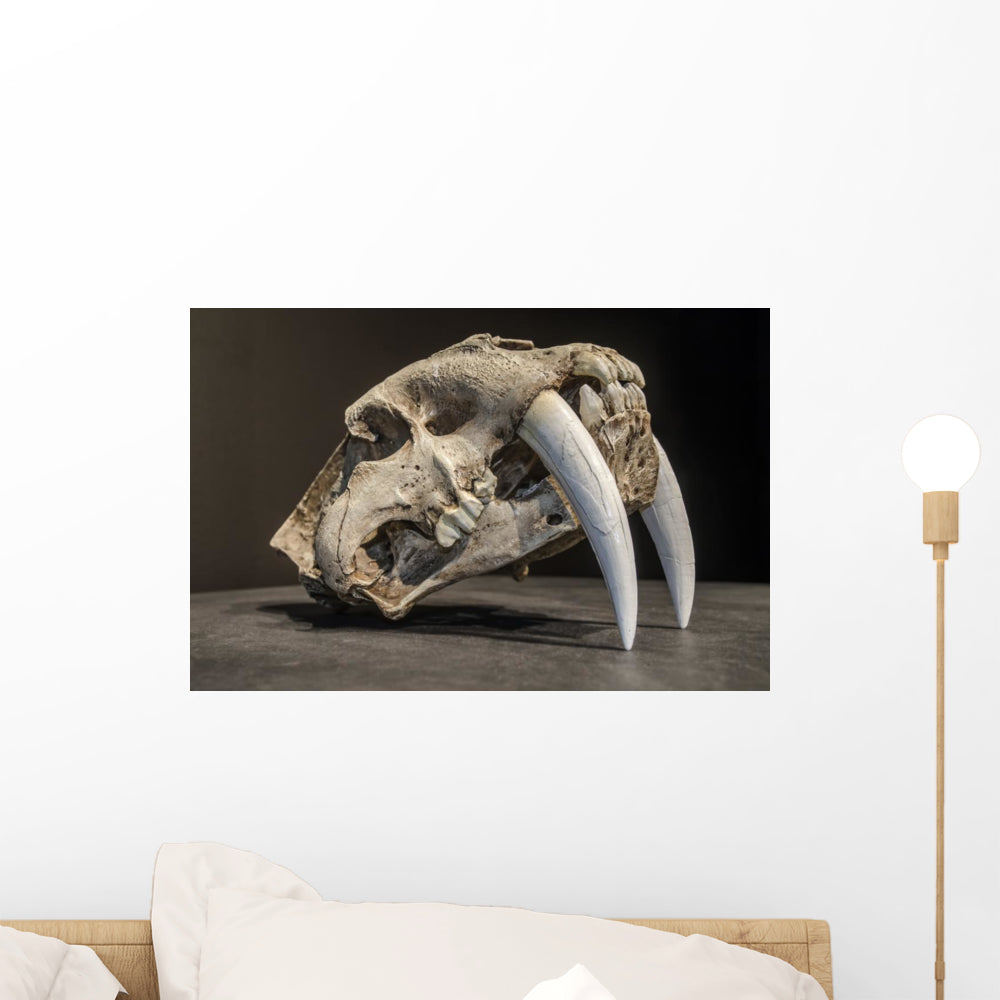 Saber Tooth Tiger Skull Wall Decal - WallMonkeys.com – Wallmonkeys