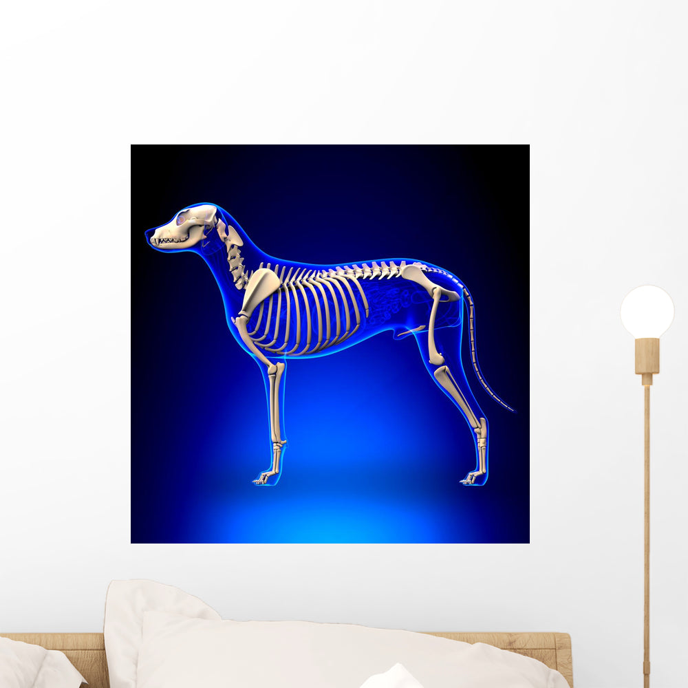 Dog Skeleton - Canis Lupus Familiaris Anatomy - Side View Wall Decal ...