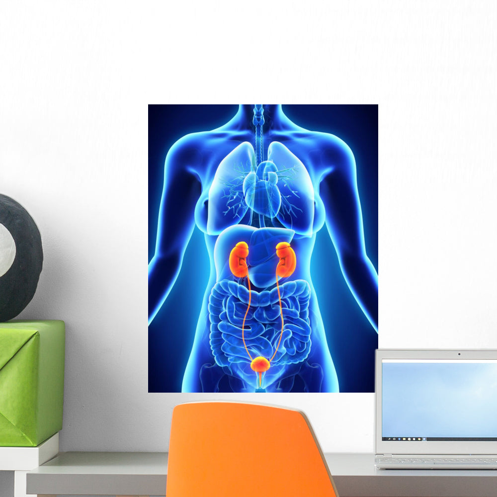 Human Female Kidney Anatomy Wall Decal - WallMonkeys.com – Wallmonkeys