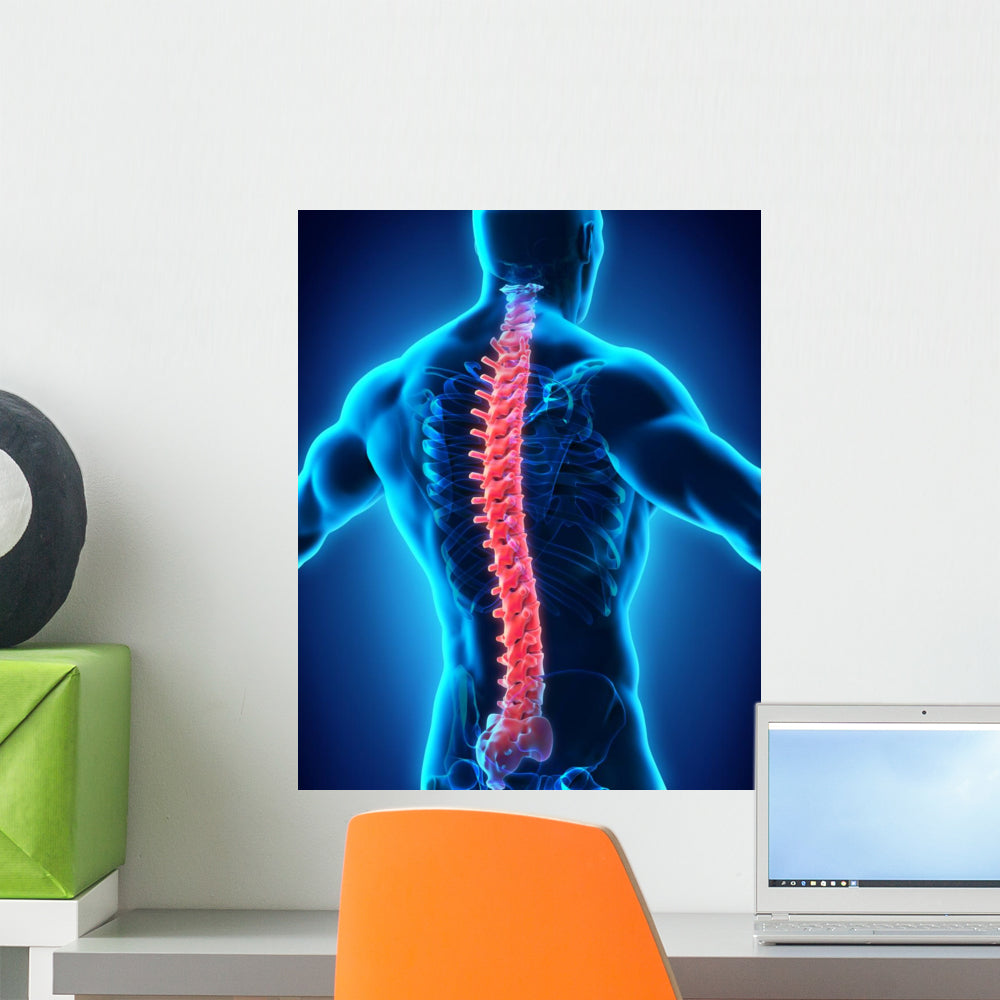 Human Male Spine Anatomy Wall Decal - WallMonkeys.com – Wallmonkeys