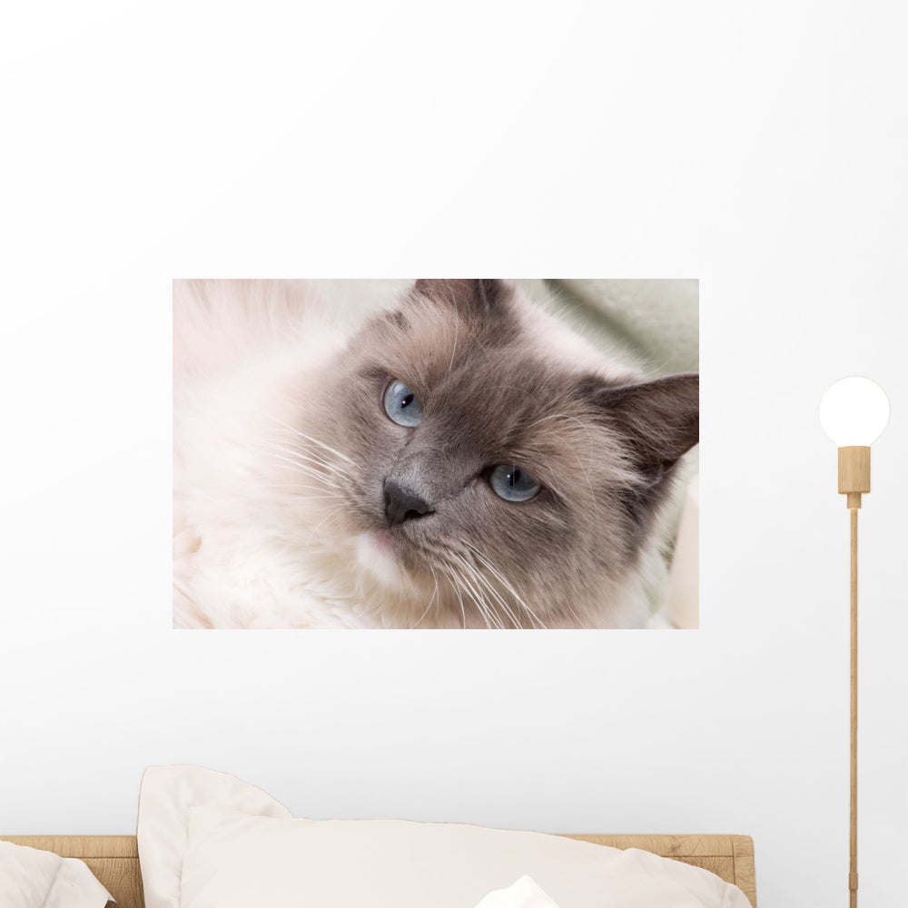 Cats Series Ragdoll Wall Decal - WallMonkeys.com – Wallmonkeys