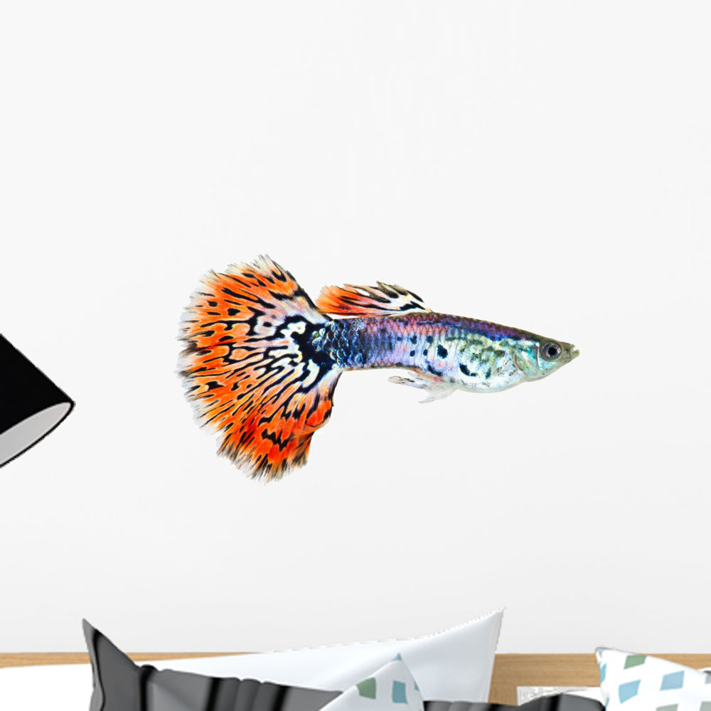 Guppy Fish Poecilia Reticulata Wall Decal Design 2 - WallMonkeys.com ...