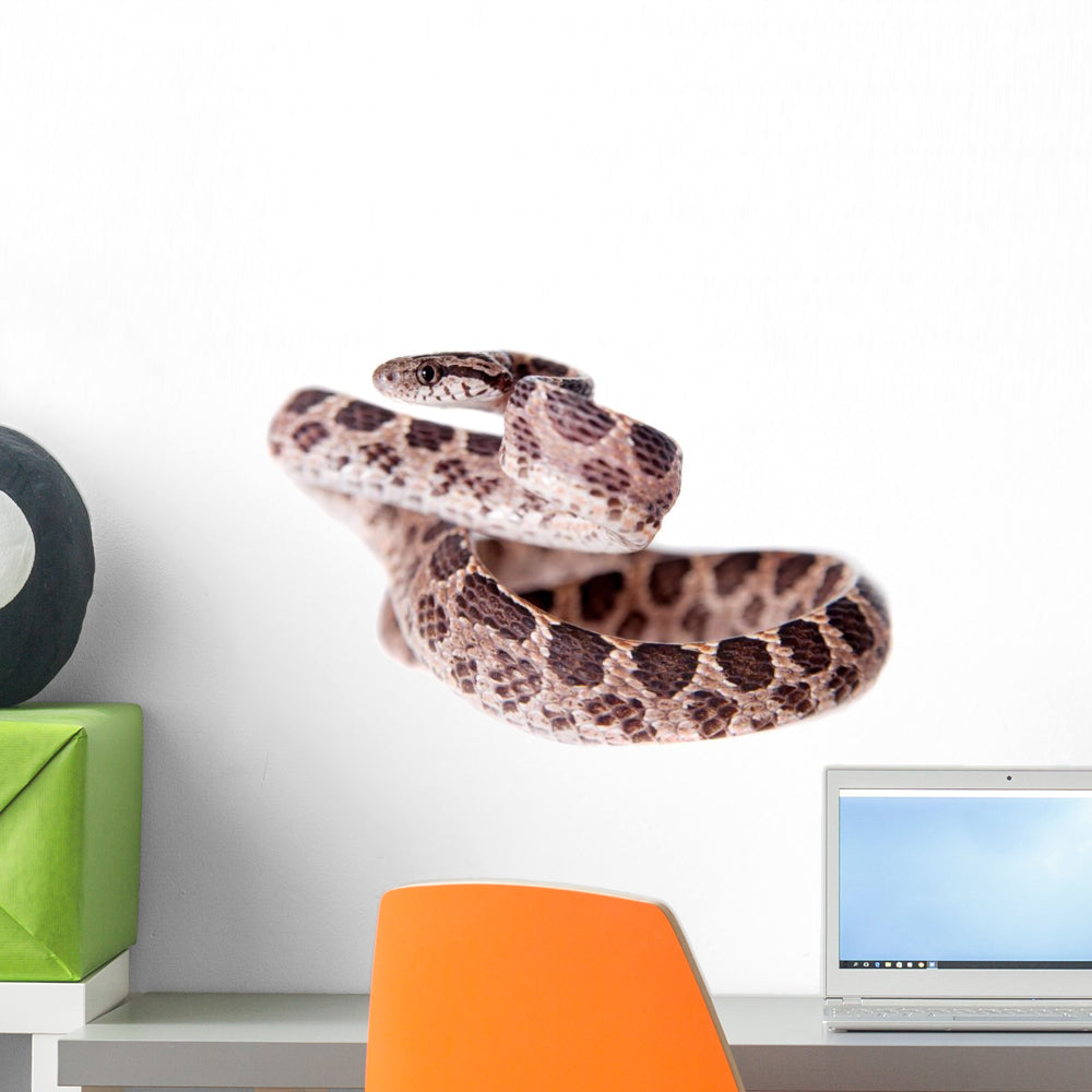 Many Spotted Cat Snake Wall Decal - WallMonkeys.com – Wallmonkeys