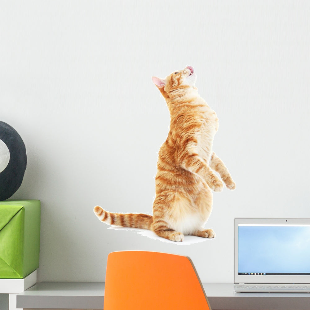 Begging Red Cat Wall Decal - WallMonkeys.com – Wallmonkeys