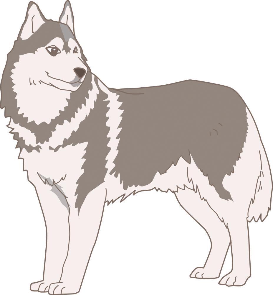 Dog Siberian Husky Wall Decal - WallMonkeys.com – Wallmonkeys