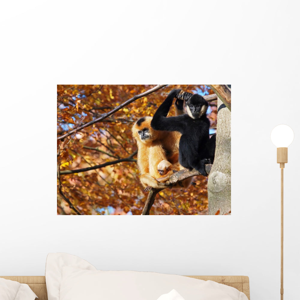 Gibbon Couple with Child Wall Decal - WallMonkeys.com – Wallmonkeys