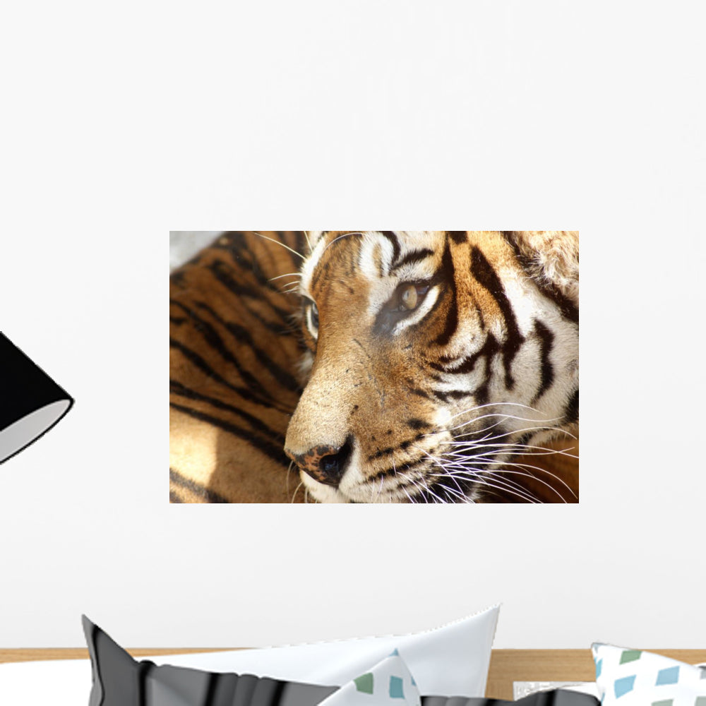 Tete Tigre Wall Decal - WallMonkeys.com – Wallmonkeys