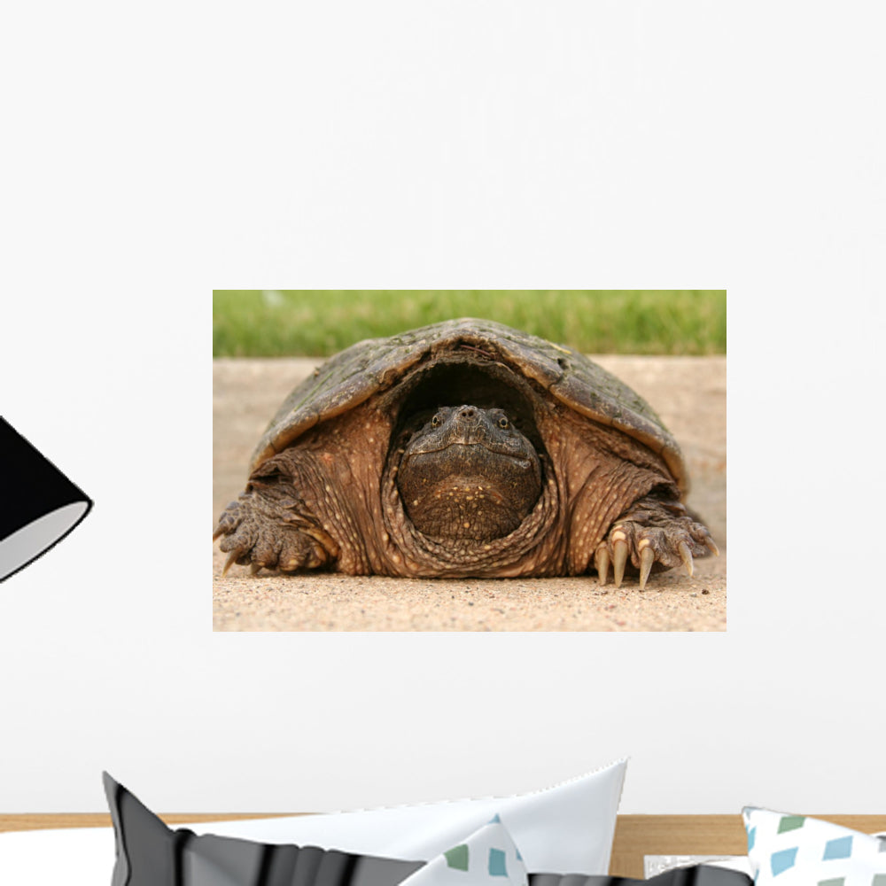 Snapping Turtle Shell Wall Decal - WallMonkeys.com – Wallmonkeys