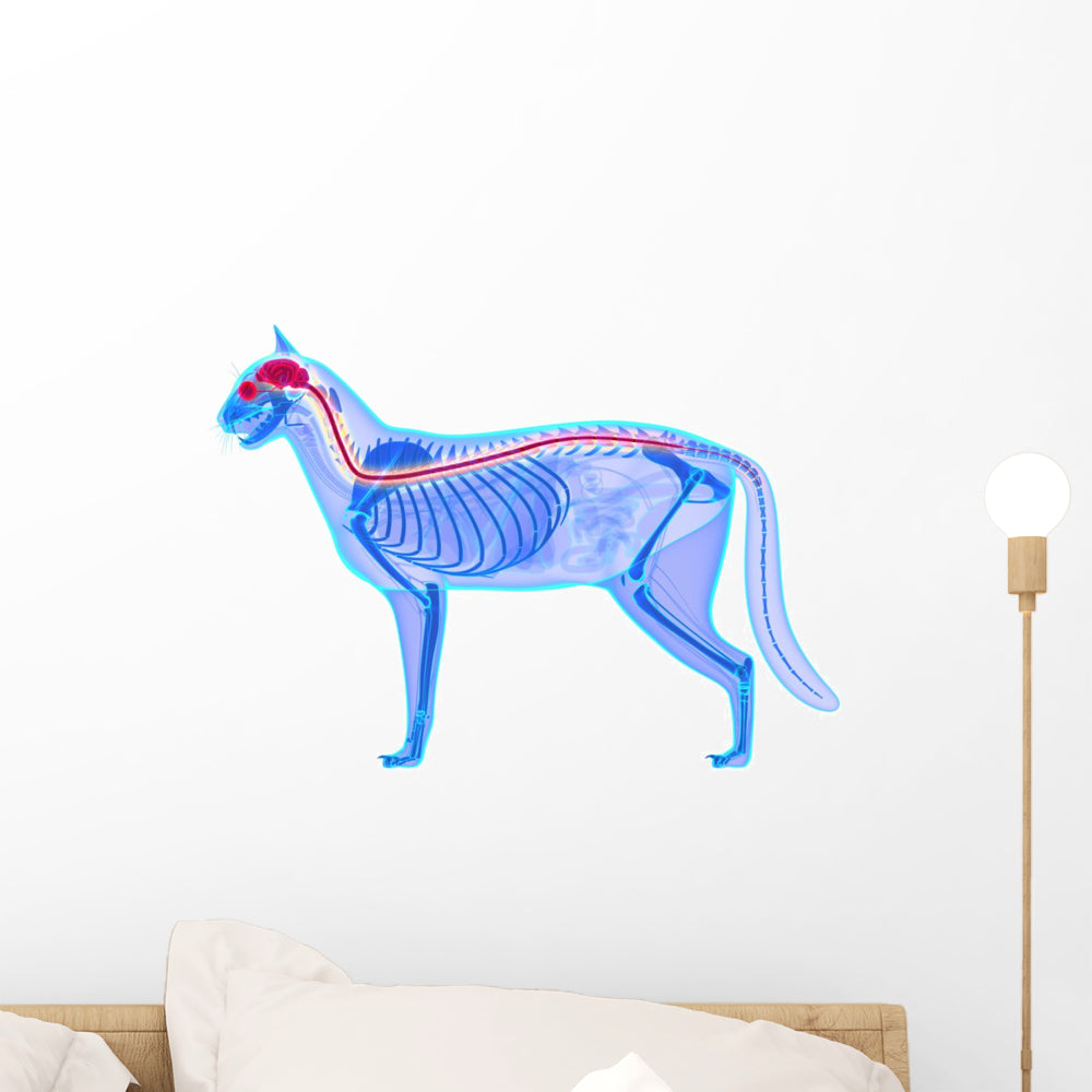 Cat Nervous System Felis Wall Decal - WallMonkeys.com – Wallmonkeys