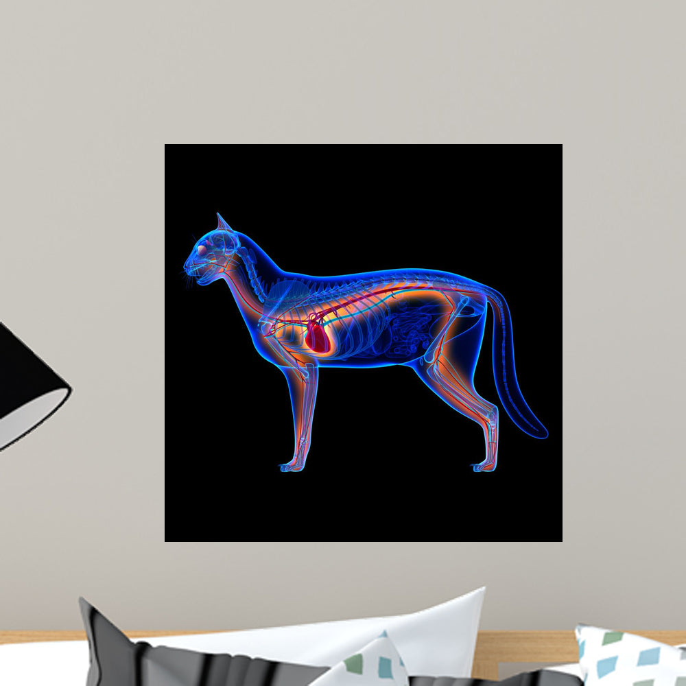 Cat Heart Anatomy Circulatory Wall Decal - WallMonkeys.com – Wallmonkeys
