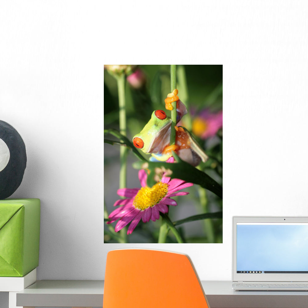 Red Eyed Tree Frog Wall Decal - WallMonkeys.com – Wallmonkeys