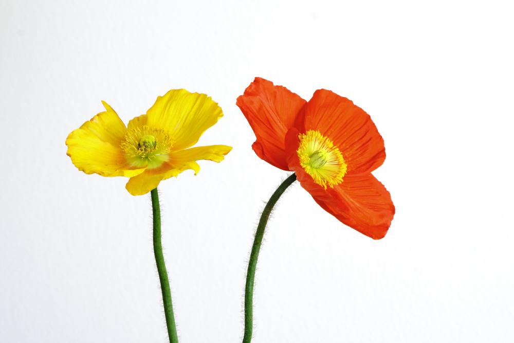 Yellow and Orange Poppy Wall Decal - WallMonkeys.com – Wallmonkeys