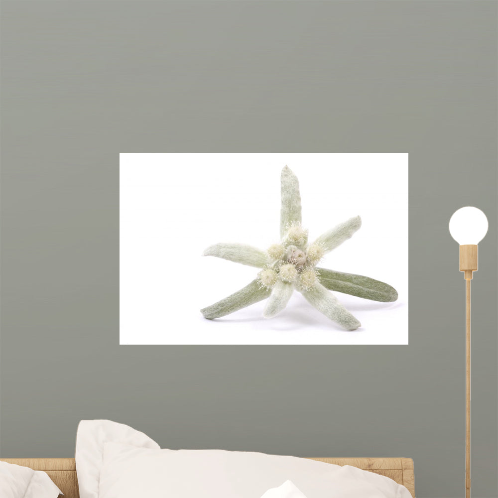 Edelweiss Silver and Green Wall Decal - WallMonkeys.com – Wallmonkeys