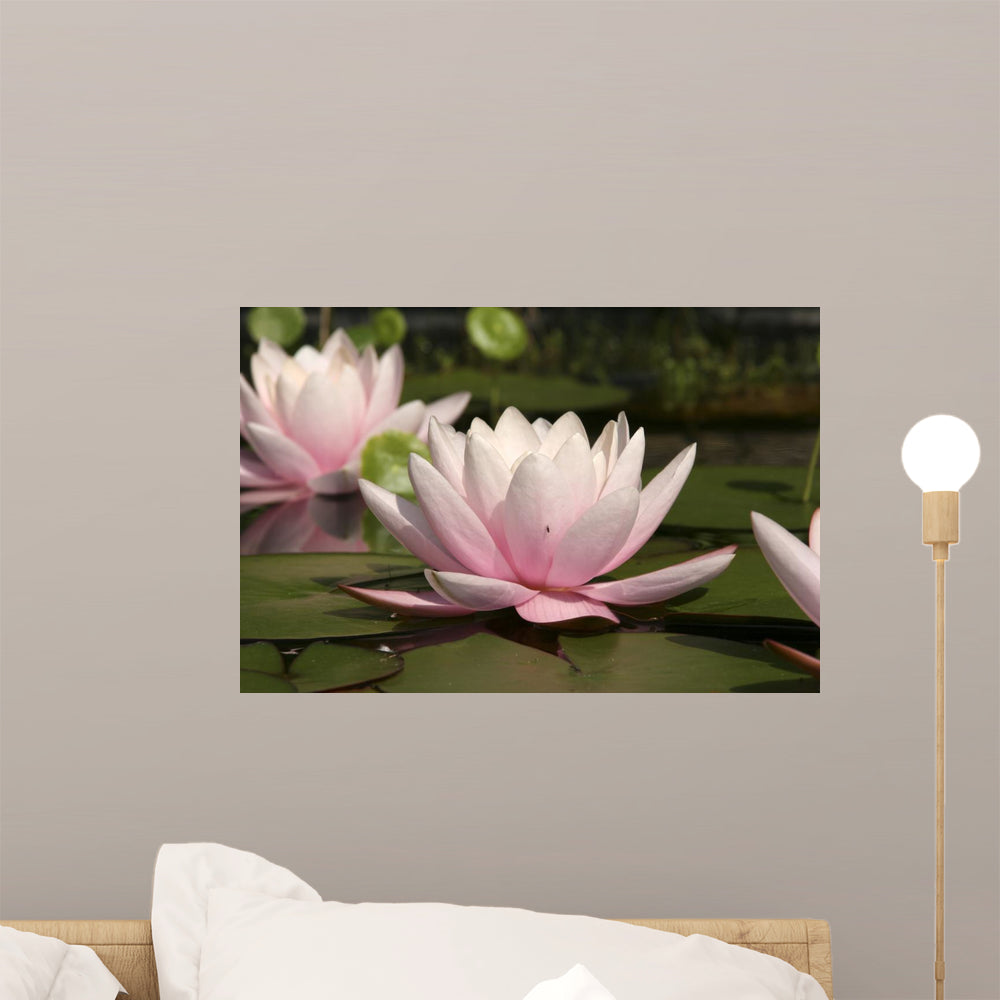 Pink Water Lilly Wall Decal - WallMonkeys.com – Wallmonkeys