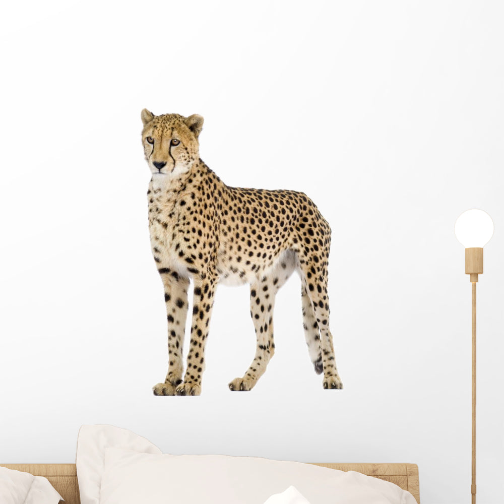 Cheetah Wall Decal - WallMonkeys.com – Wallmonkeys