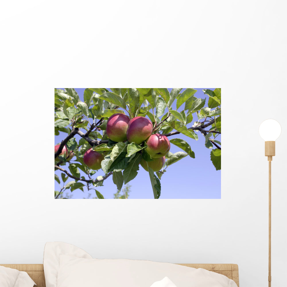 Apples Their Tree Wall Decal - WallMonkeys.com – Wallmonkeys