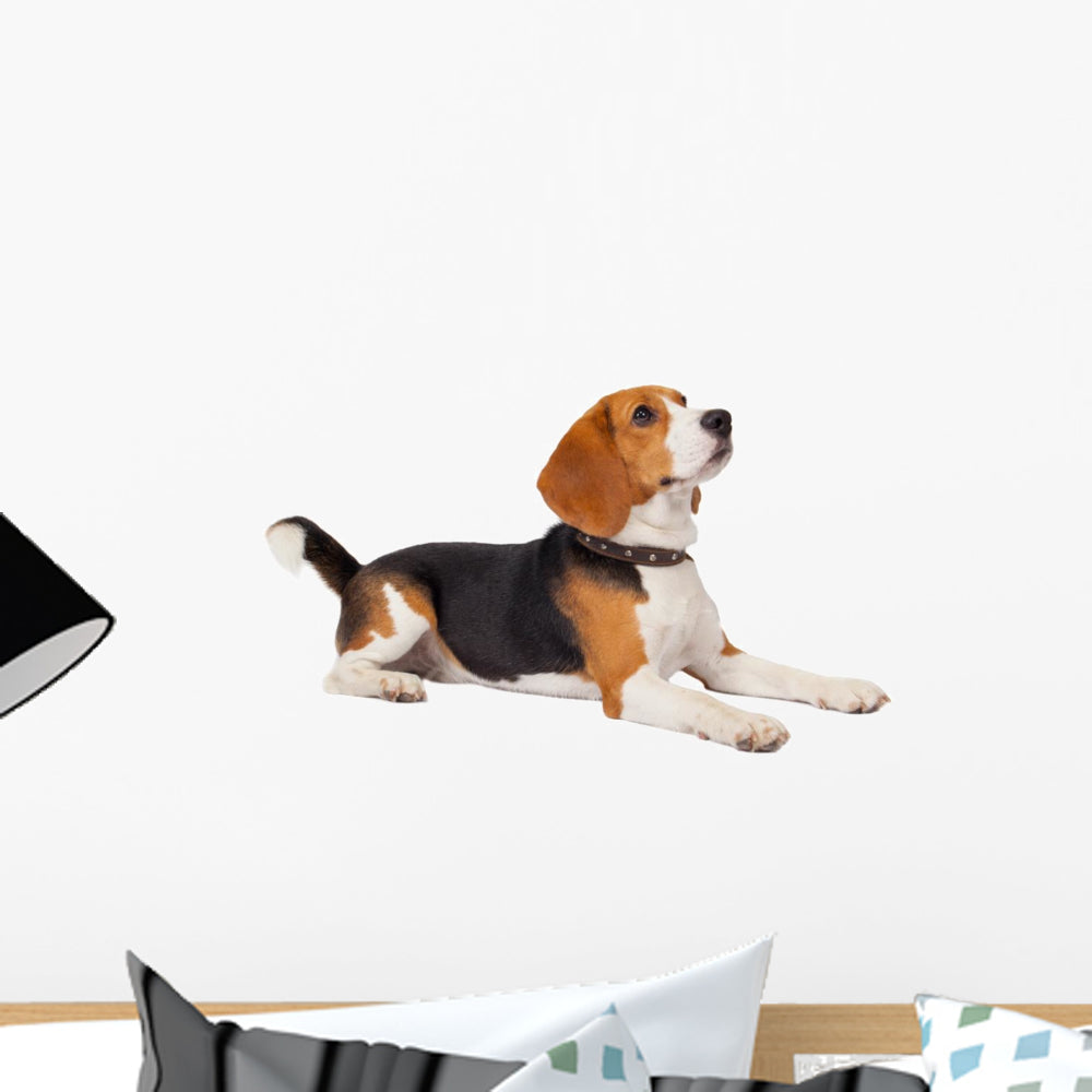 Beagle Dog White Wall Decal - WallMonkeys.com – Wallmonkeys