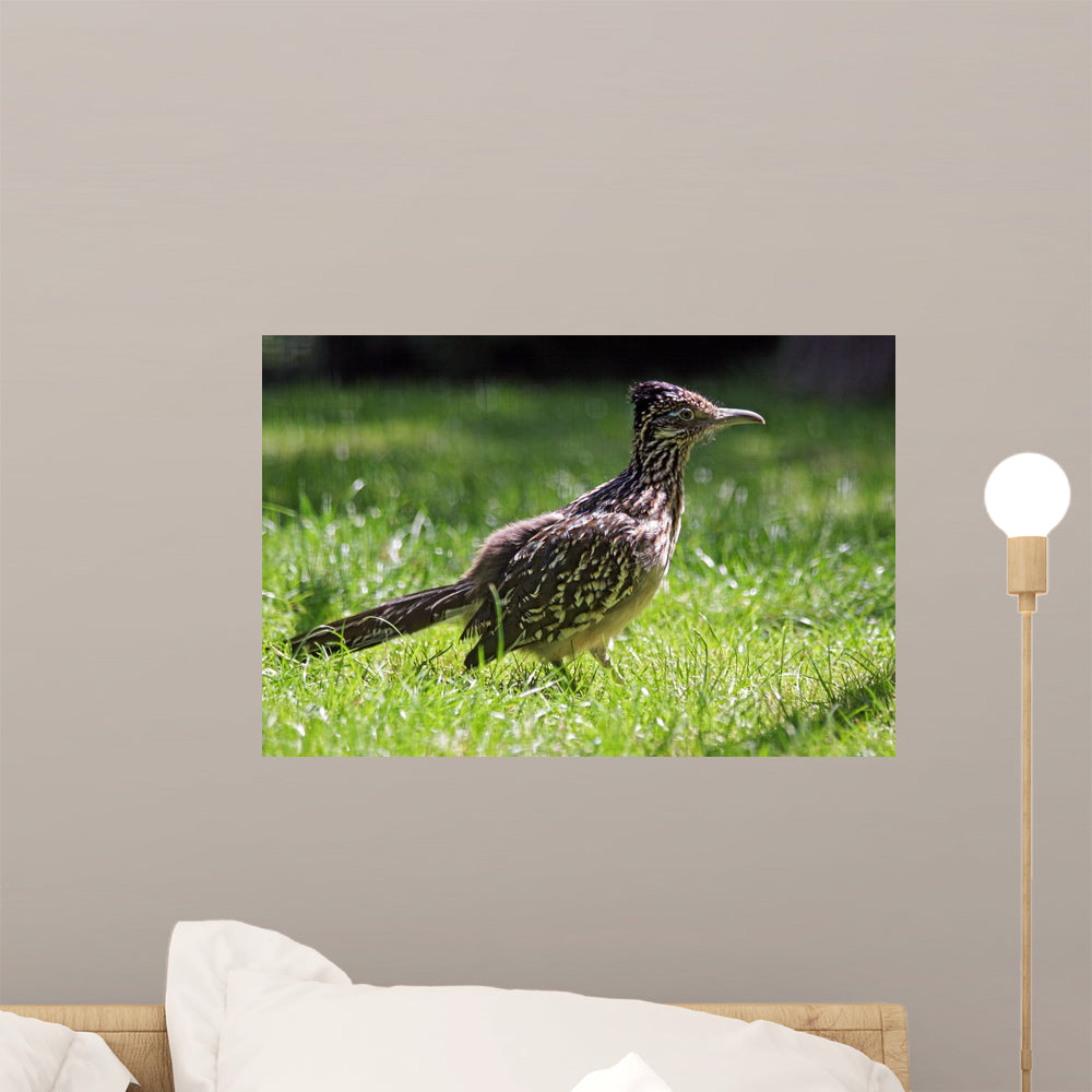 Roadrunner Wall Decal - WallMonkeys.com – Wallmonkeys