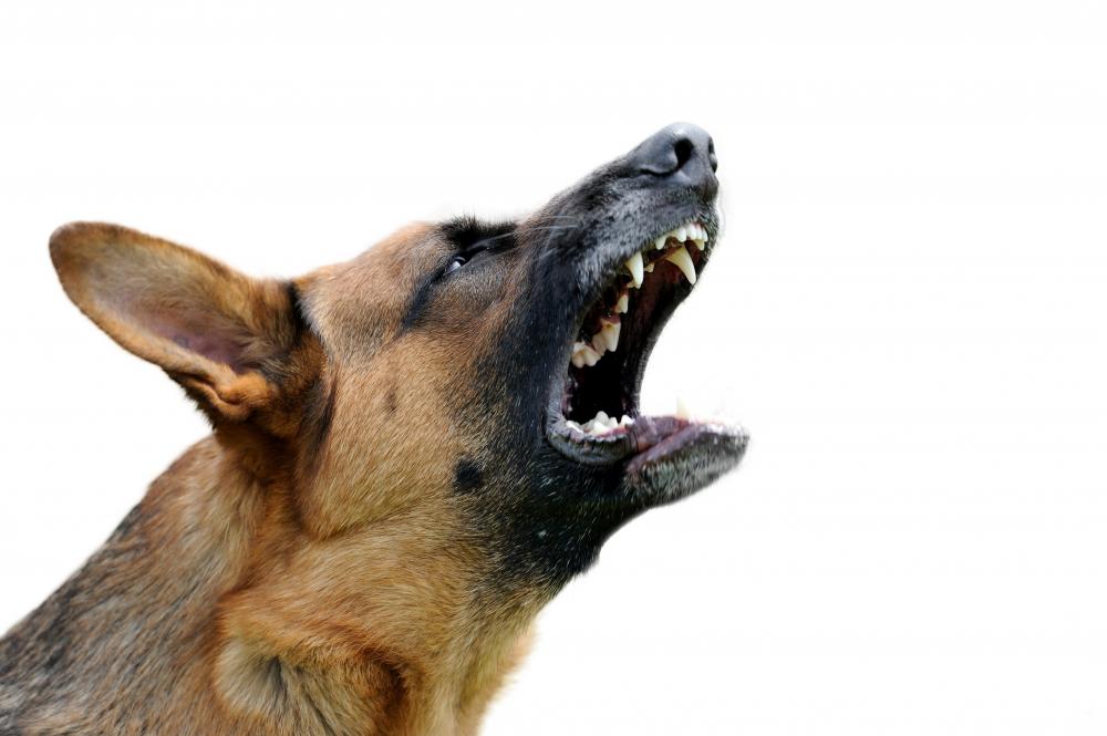 Angry German Shepherd