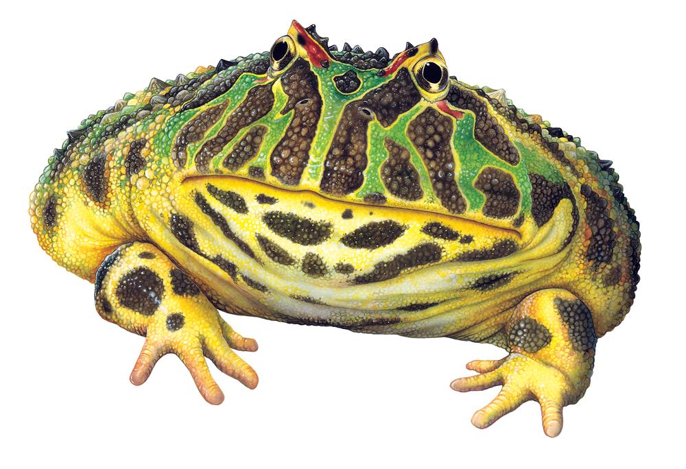 Ornate Horned Frog