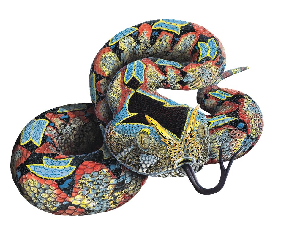 Rhinoceros Viper Kingsnake Blog Kingsnake.com Blog The Rhinoceros