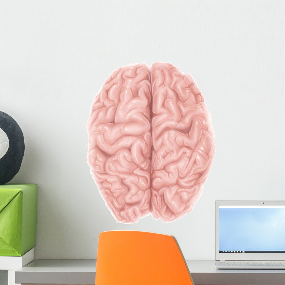 Superior Human Brain Wall Decal - WallMonkeys.com – Wallmonkeys