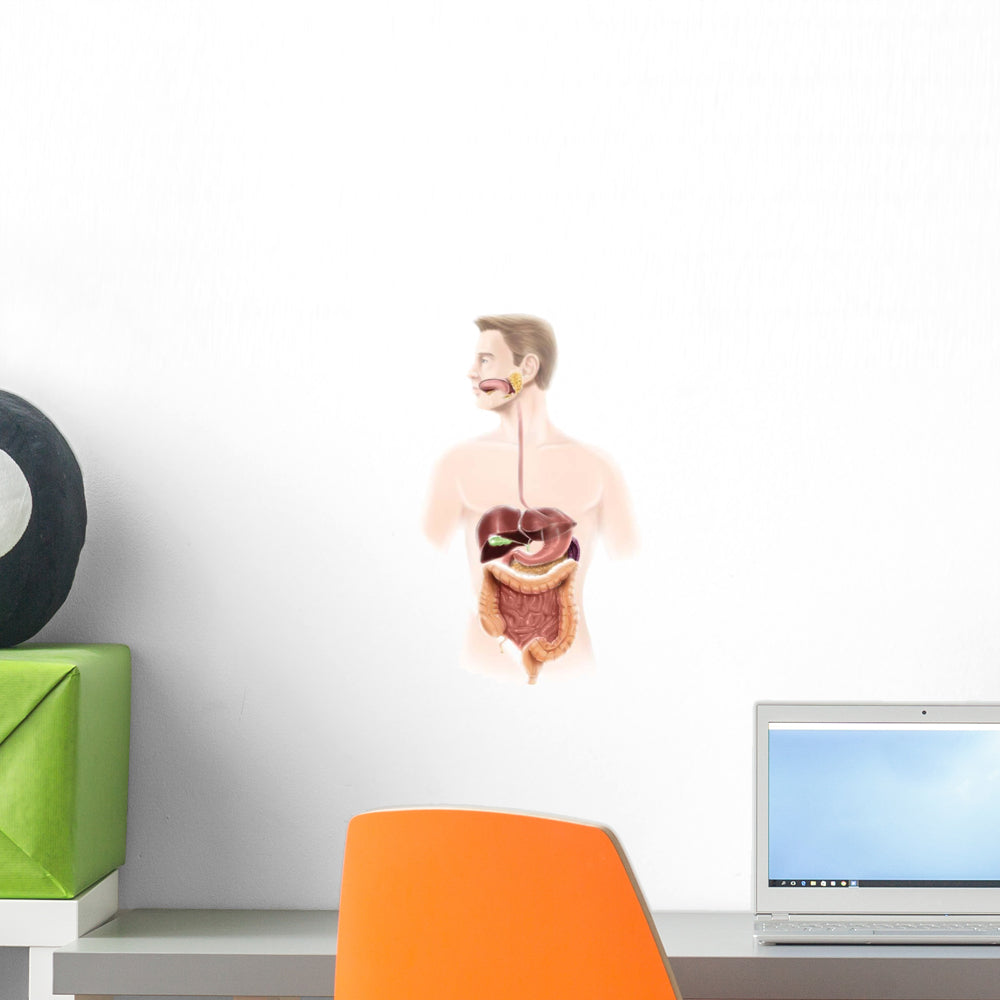 Human Digestive System Wall Decal - WallMonkeys.com – Wallmonkeys