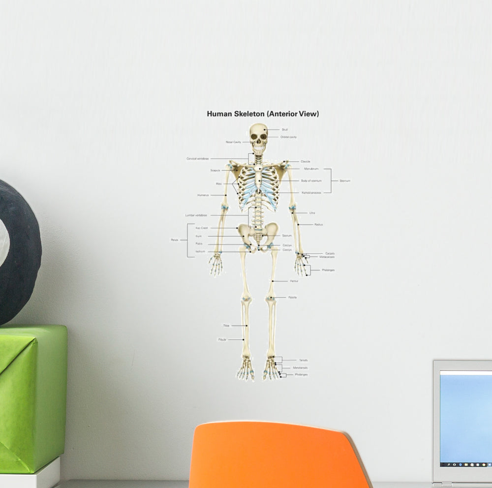Anterior Human Skeletal System Wall Decal Design 1 - WallMonkeys.com ...