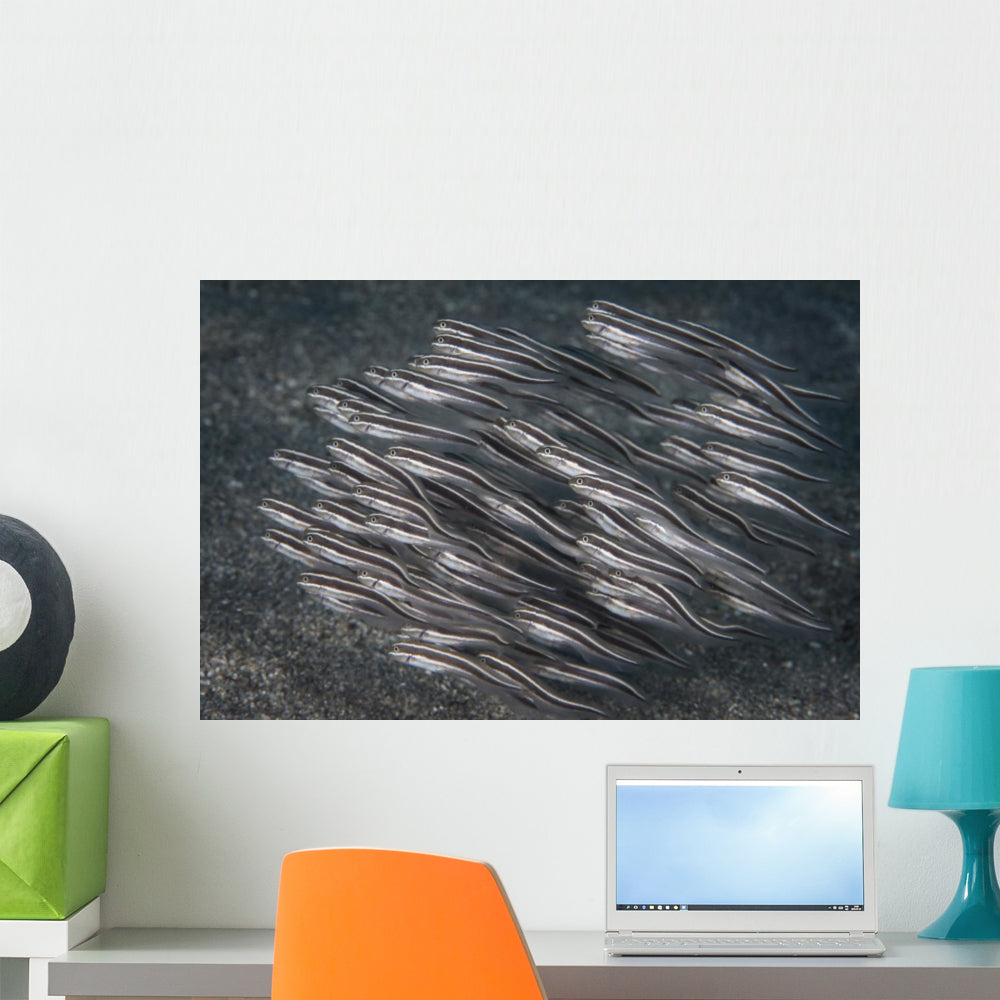 Striped Catfish North Sulawesi Wall Decal - WallMonkeys.com – Wallmonkeys