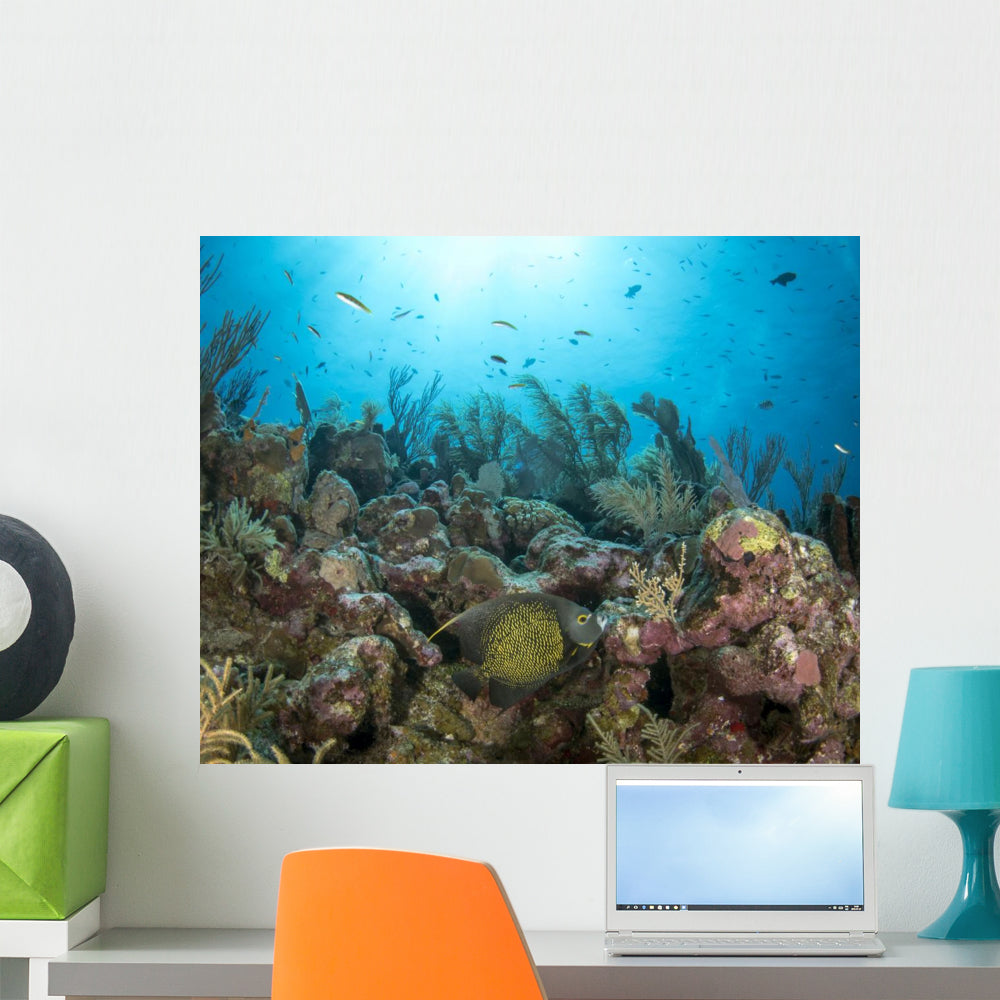 French Angelfish Reef Roatan Wall Decal - WallMonkeys.com – Wallmonkeys