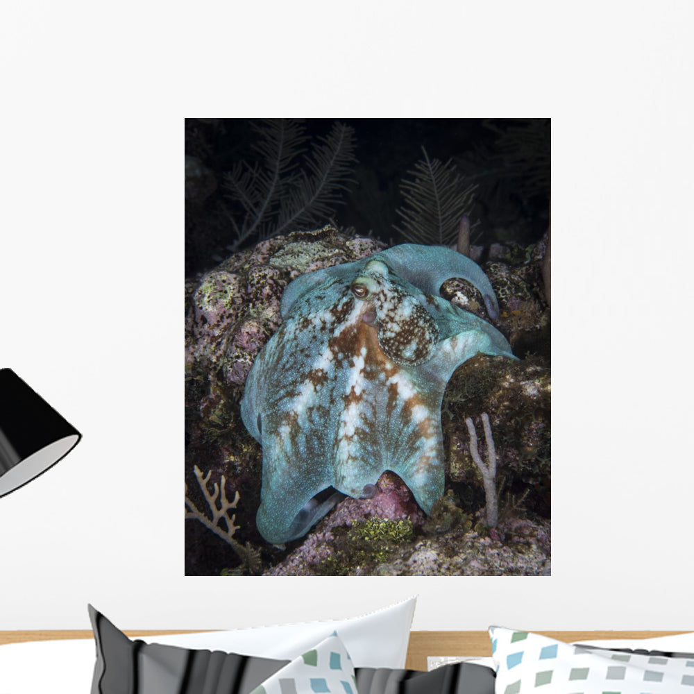 Octopus Night Dive Roatan Close-up Wall Decal - WallMonkeys.com ...