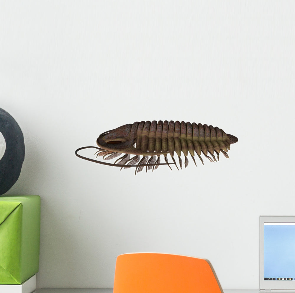 Ptychoparia Trilobite Animal Wall Decal - WallMonkeys.com – Wallmonkeys