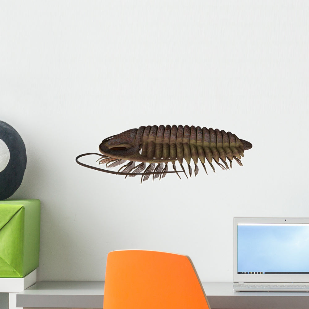 Ptychoparia Trilobite Animal Wall Decal - WallMonkeys.com – Wallmonkeys