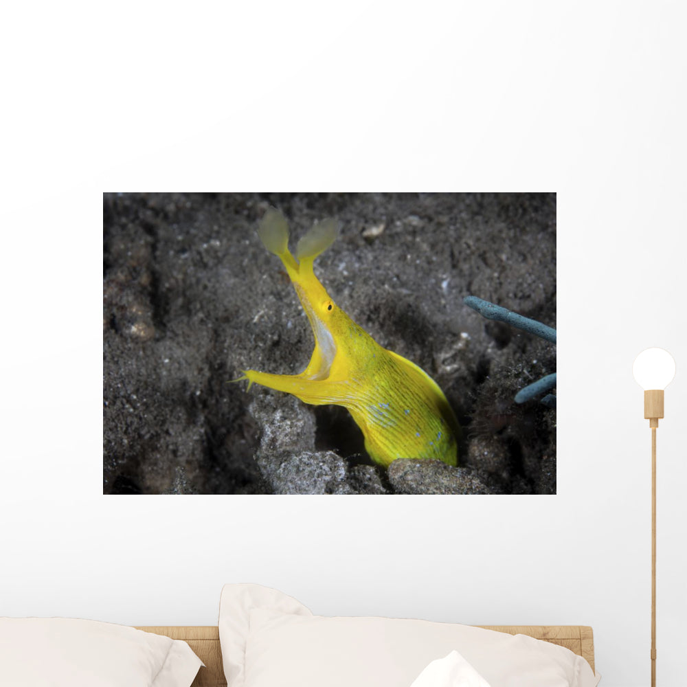 Female Ribbon Eel Sandy Wall Decal - WallMonkeys.com – Wallmonkeys