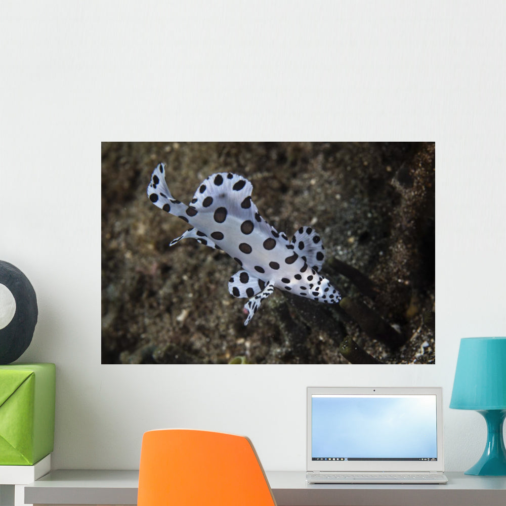 Barramundi Cod Swimming Close-up Wall Decal - WallMonkeys.com – Wallmonkeys