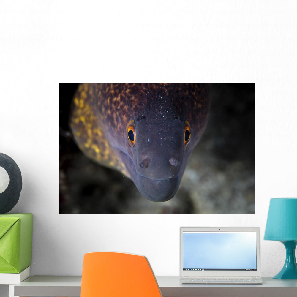 Yellow Margin Moray Eel Wall Decal - WallMonkeys.com – Wallmonkeys