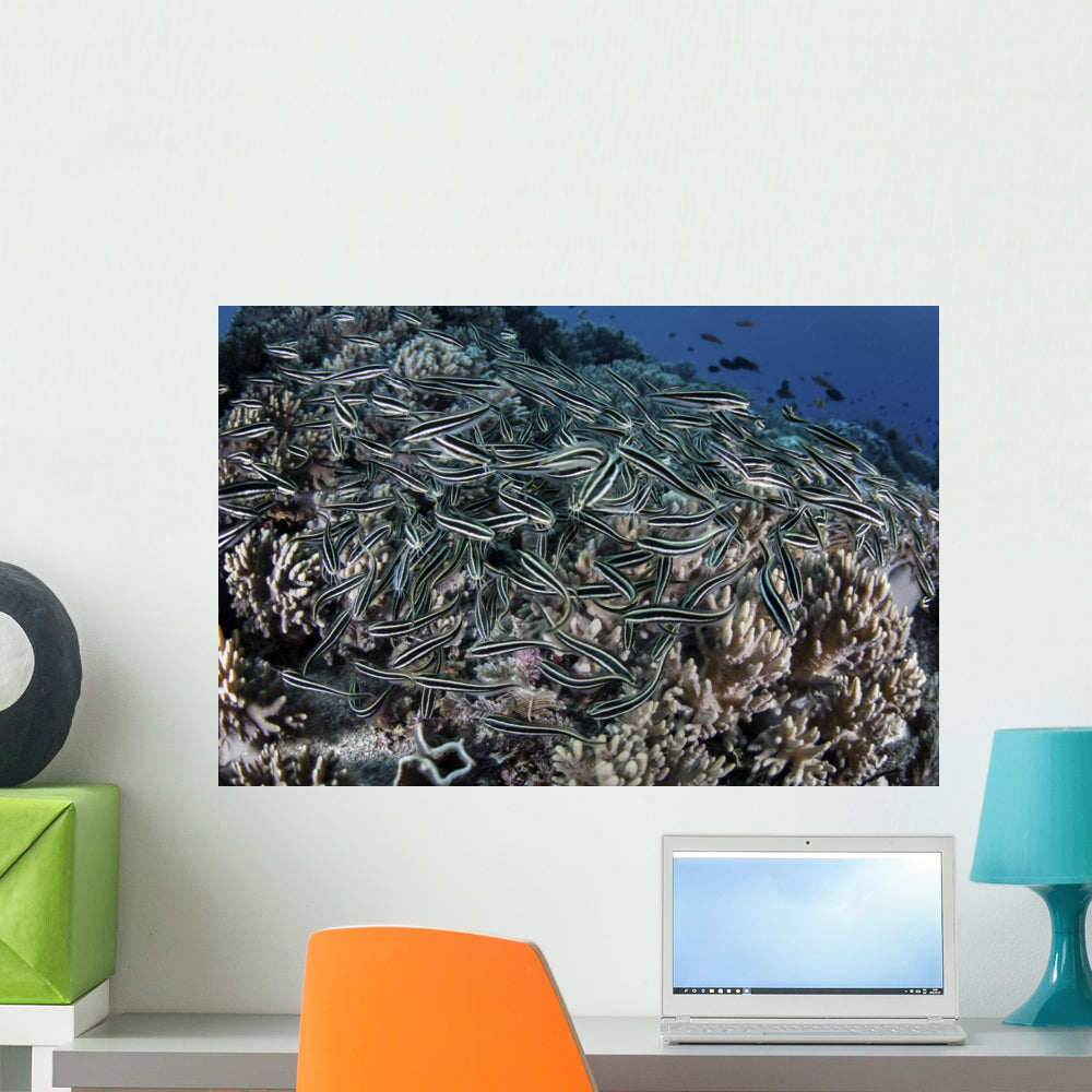 School Striped Eel Catfish Close-up Wall Decal - WallMonkeys.com ...