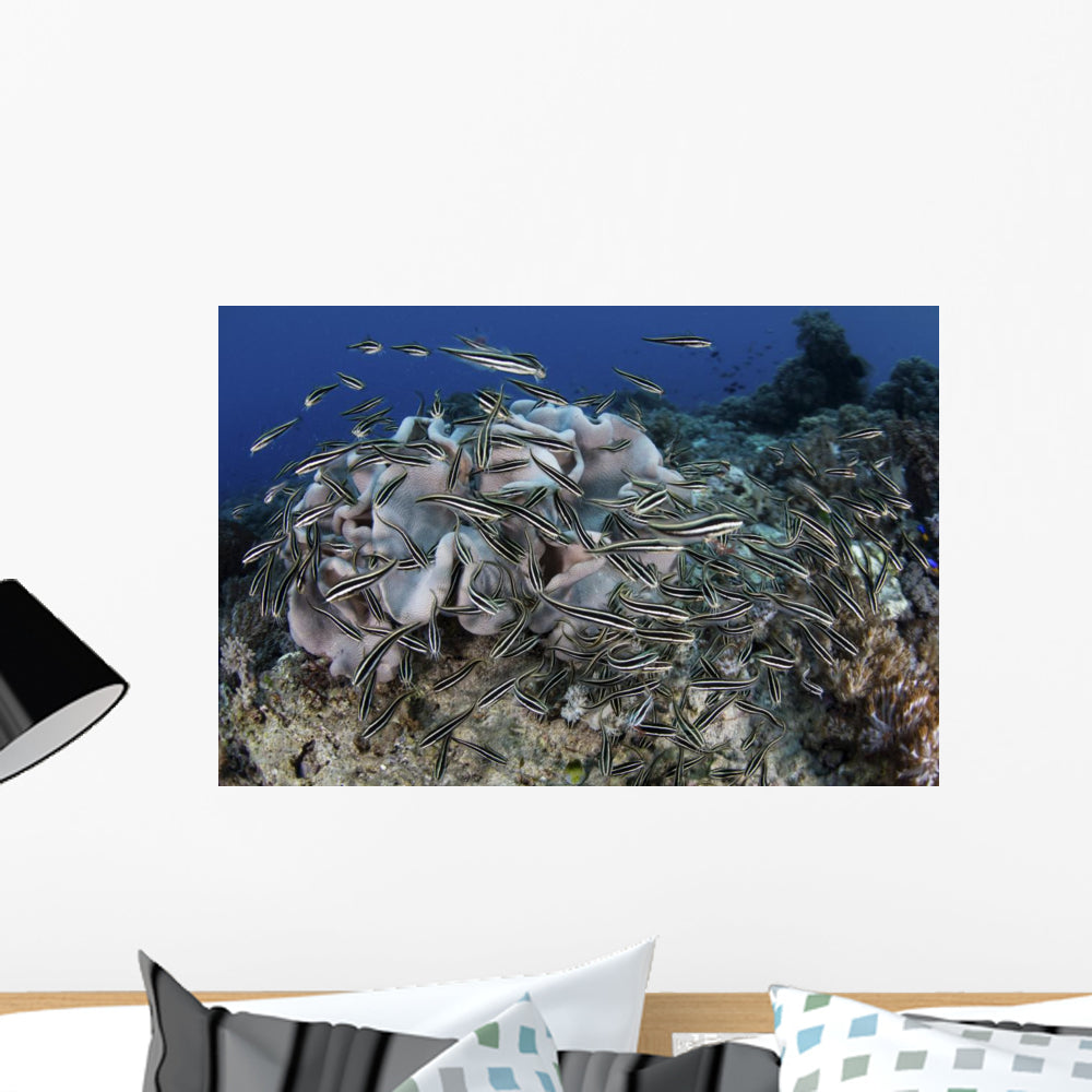 School Striped Eel Catfish Wall Decal - WallMonkeys.com – Wallmonkeys